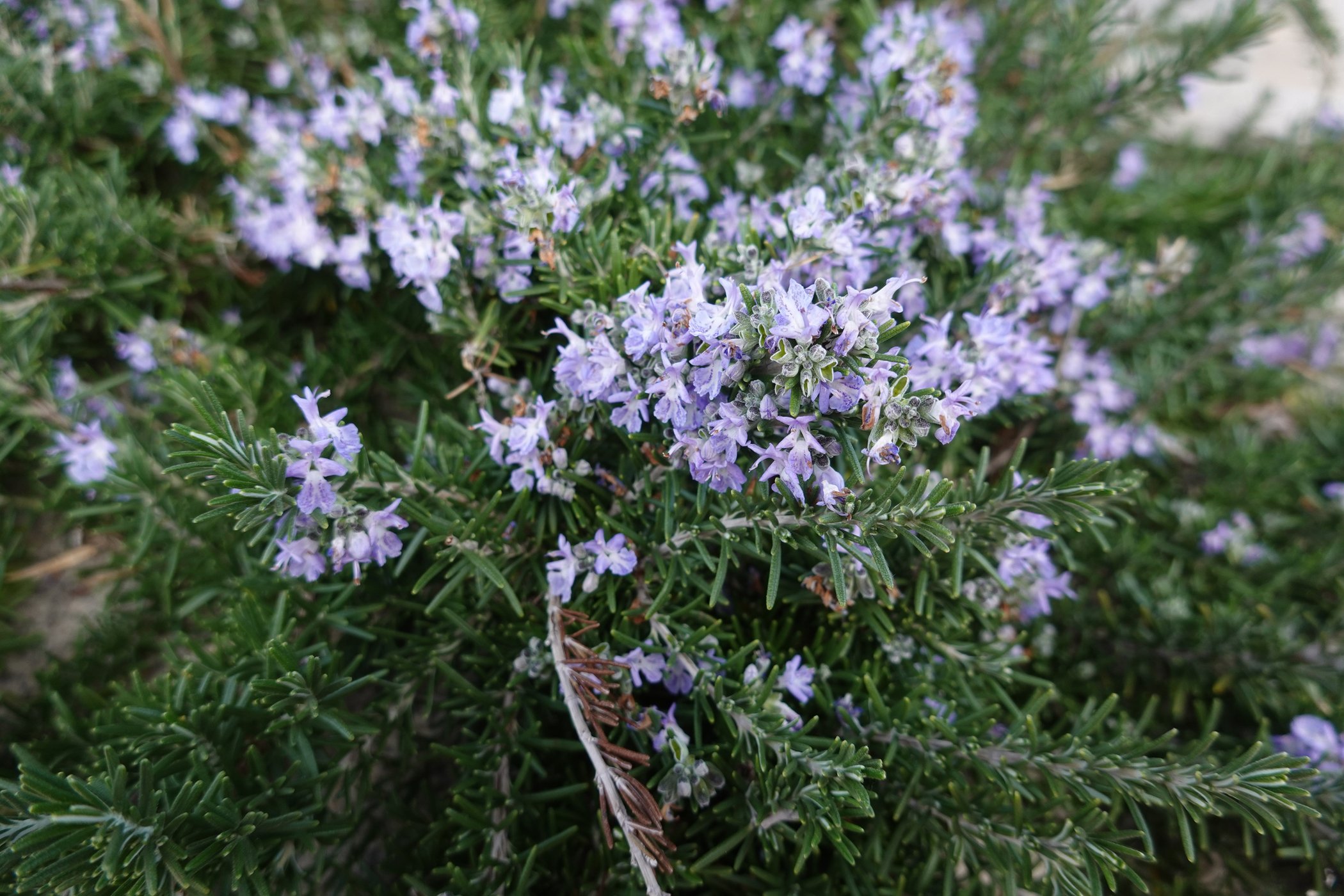 The role of native plants in sustainable building